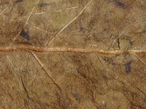 texture 0074 - Texturelib